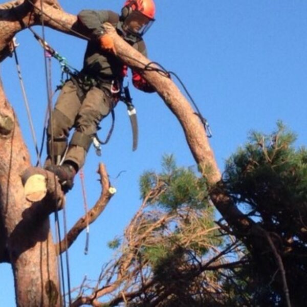 Rock Tree Surgeons | Tree Surgeons in Tameside, Manchester Rock Tree Surgeons | Tree Surgeons in Tameside, Manchester